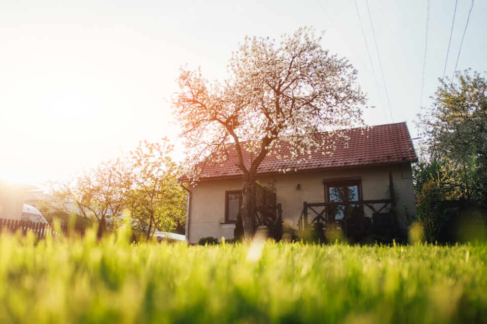 Best Way to Cut Through Tree Roots: The Definitive Approach - Home Arise