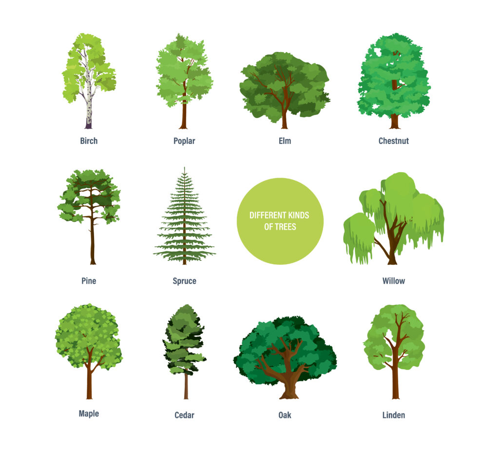 15 Awesome Trees to Plant This Spring - Which Trees Are Right For You ...