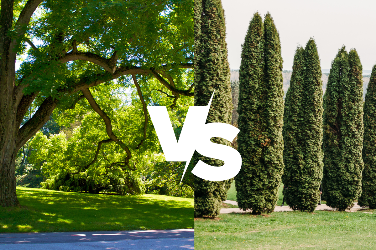 15 Awesome Trees to Plant This Spring - Which Trees Are Right For You ...