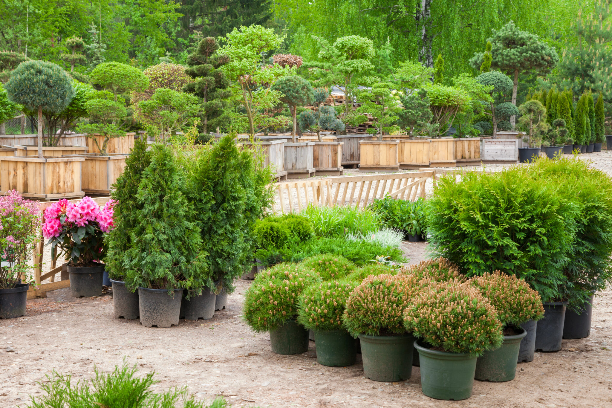 15 Awesome Trees to Plant This Spring - Which Trees Are Right For You ...