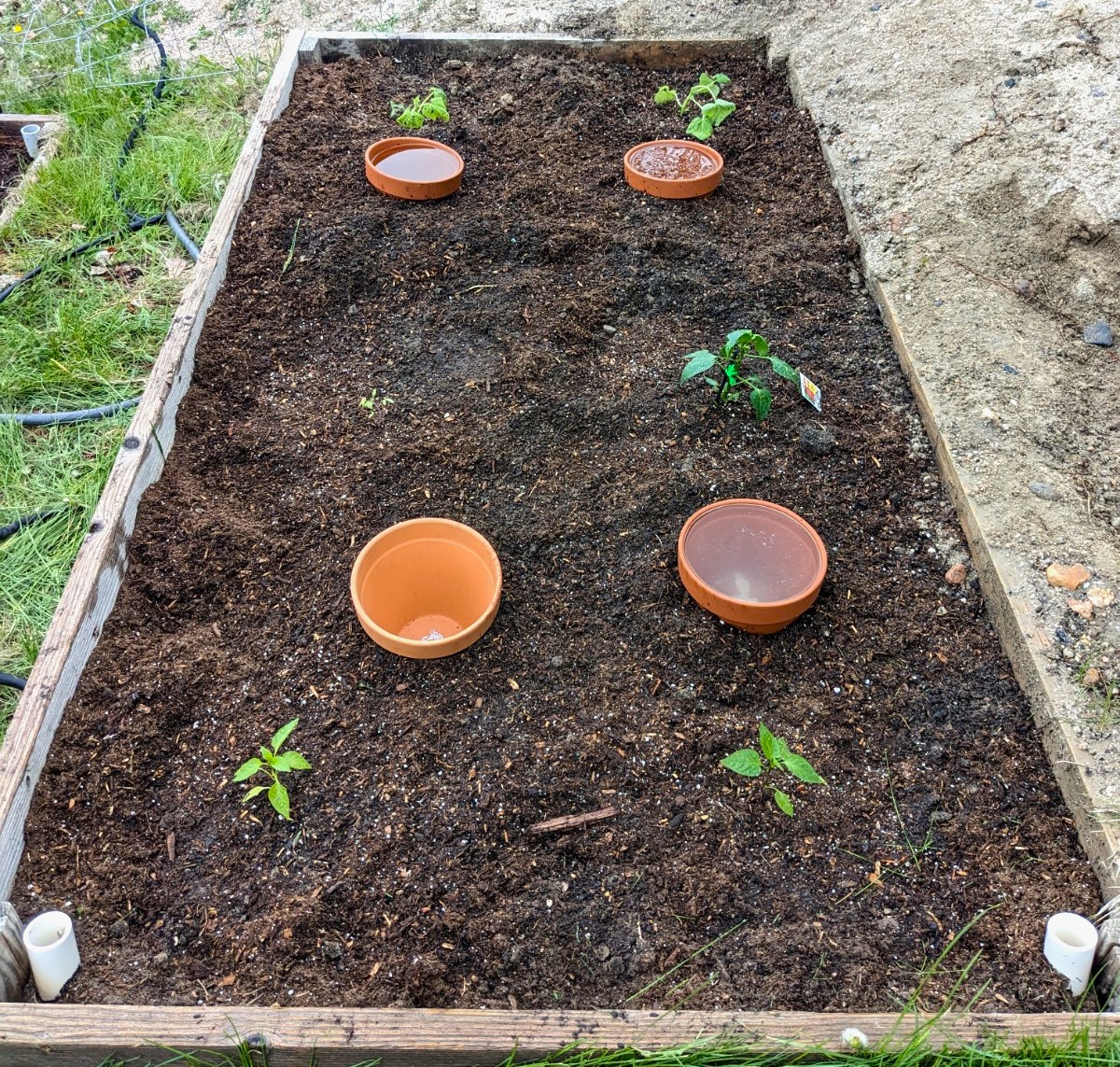 DIY Olla: Simple Self-Watering With Clay Pots [2023] - Home Arise